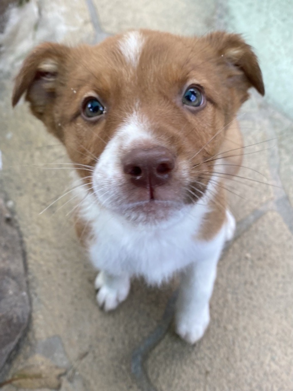 Rusty - Small Male Border Collie Mix Dog in VIC - PetRescue