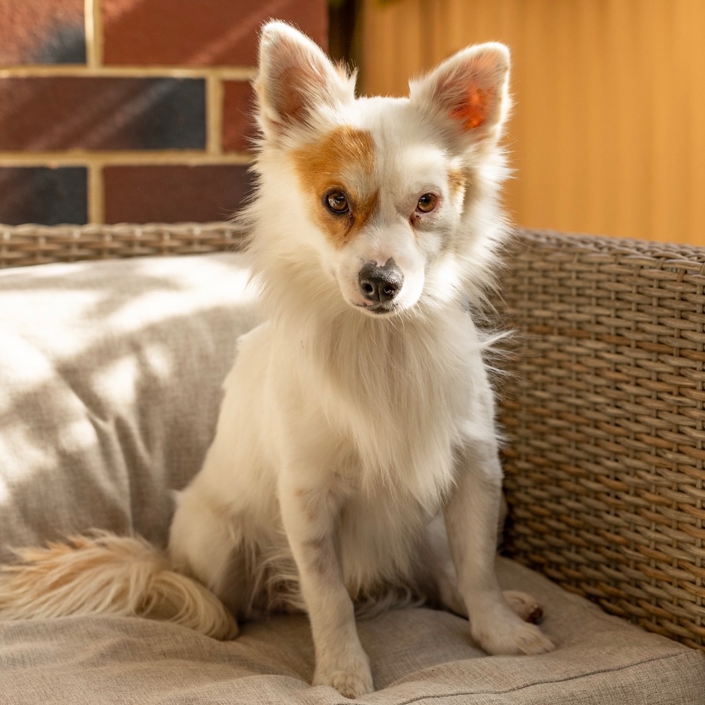 Milo - Medium Male Mixed Breed Mix Dog in WA - PetRescue