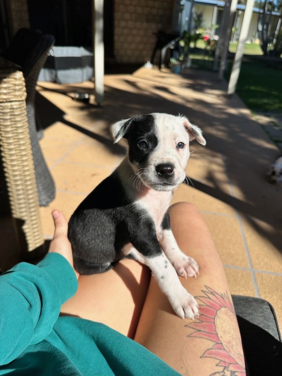 Dusty - Medium Male Border Collie x Cattle Dog x Staffy Mix Dog in NSW ...