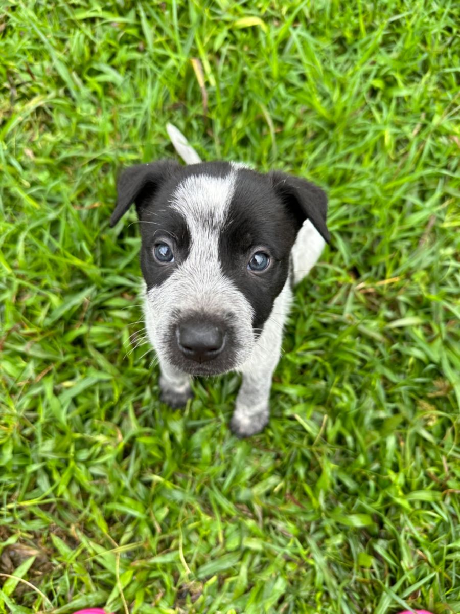 Leo - Medium Male Border Collie x Cattle Dog x Staffy Mix Dog in NSW ...