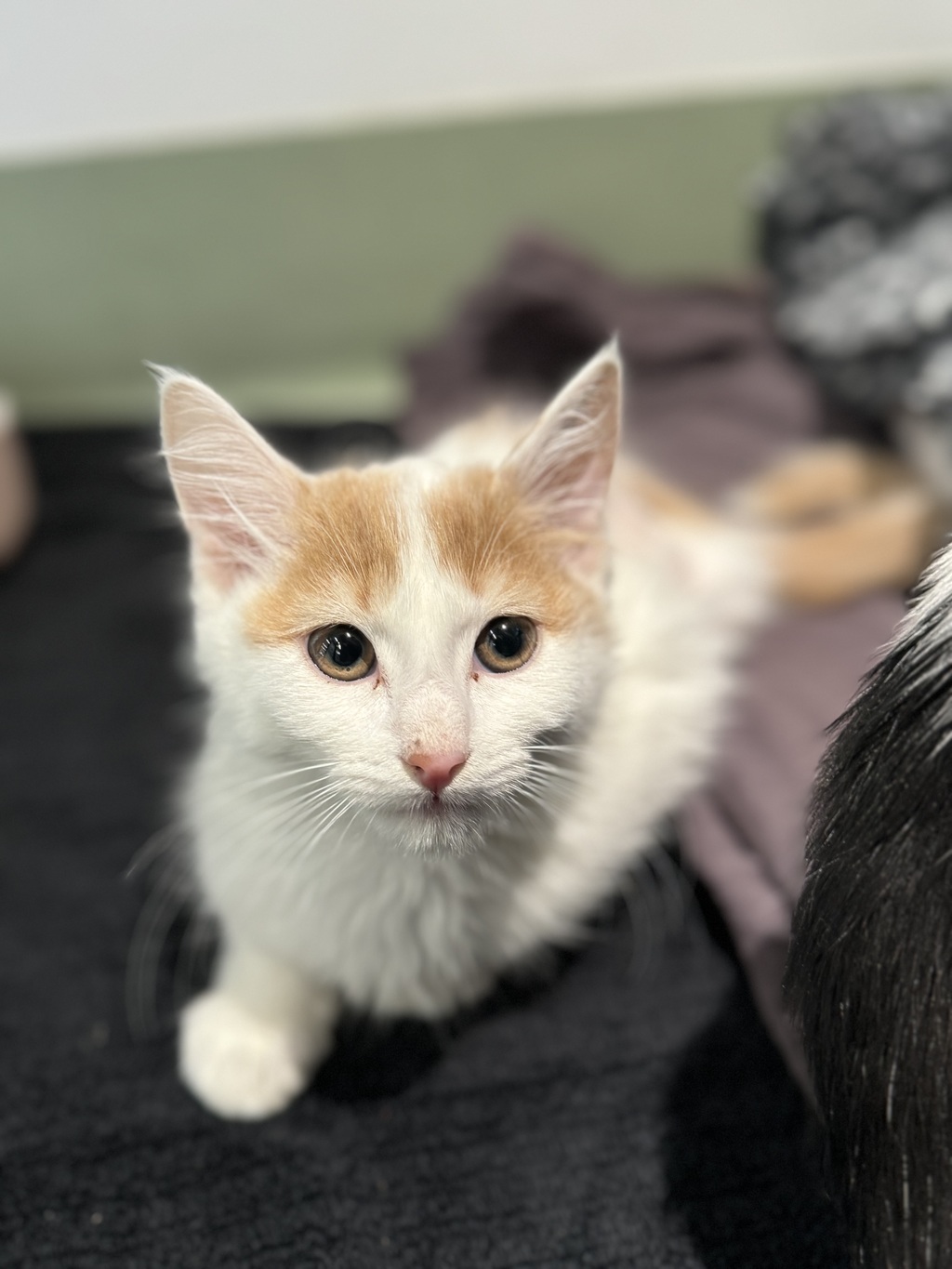 Willow - Female Domestic Medium Hair Mix Cat in QLD - PetRescue