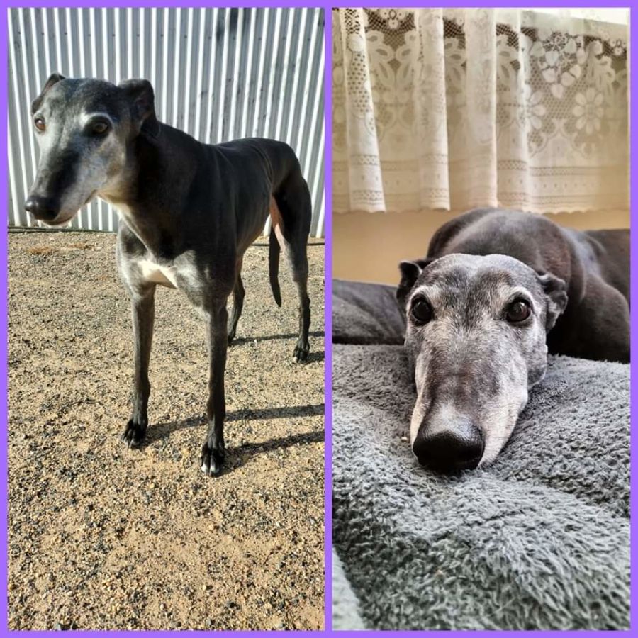 Livy - Large Female Greyhound Dog in VIC - PetRescue