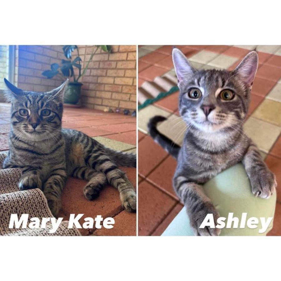 10661/2 - Mary Kate & Ashley - Female Domestic Short Hair Cat in WA ...