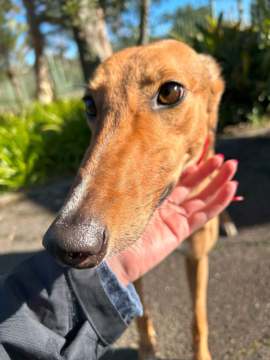Amber - Medium Female Greyhound Dog in NSW - PetRescue