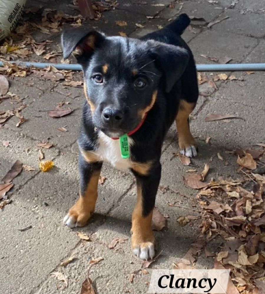 Clancy & Connor - Medium Male Border Collie Mix Dog in NSW - PetRescue