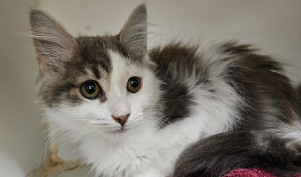 Mila - Female Domestic Longhair Mix Cat in VIC - PetRescue