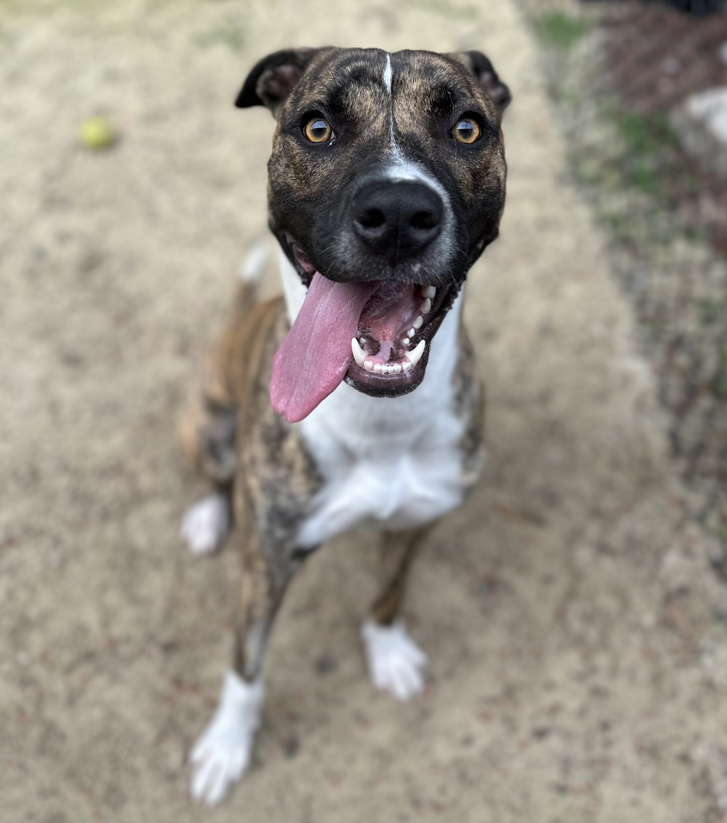 Tiger - Large Male Staffordshire Bull Terrier x Staghound Mix Dog in ...