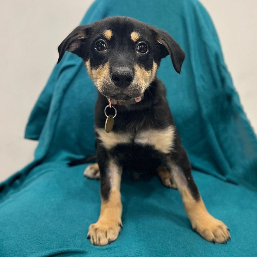 Hercules Morse - Medium Male Kelpie Dog in VIC - PetRescue