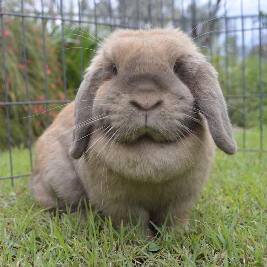 Heather - Female Mini Lop Rabbit in NSW - PetRescue