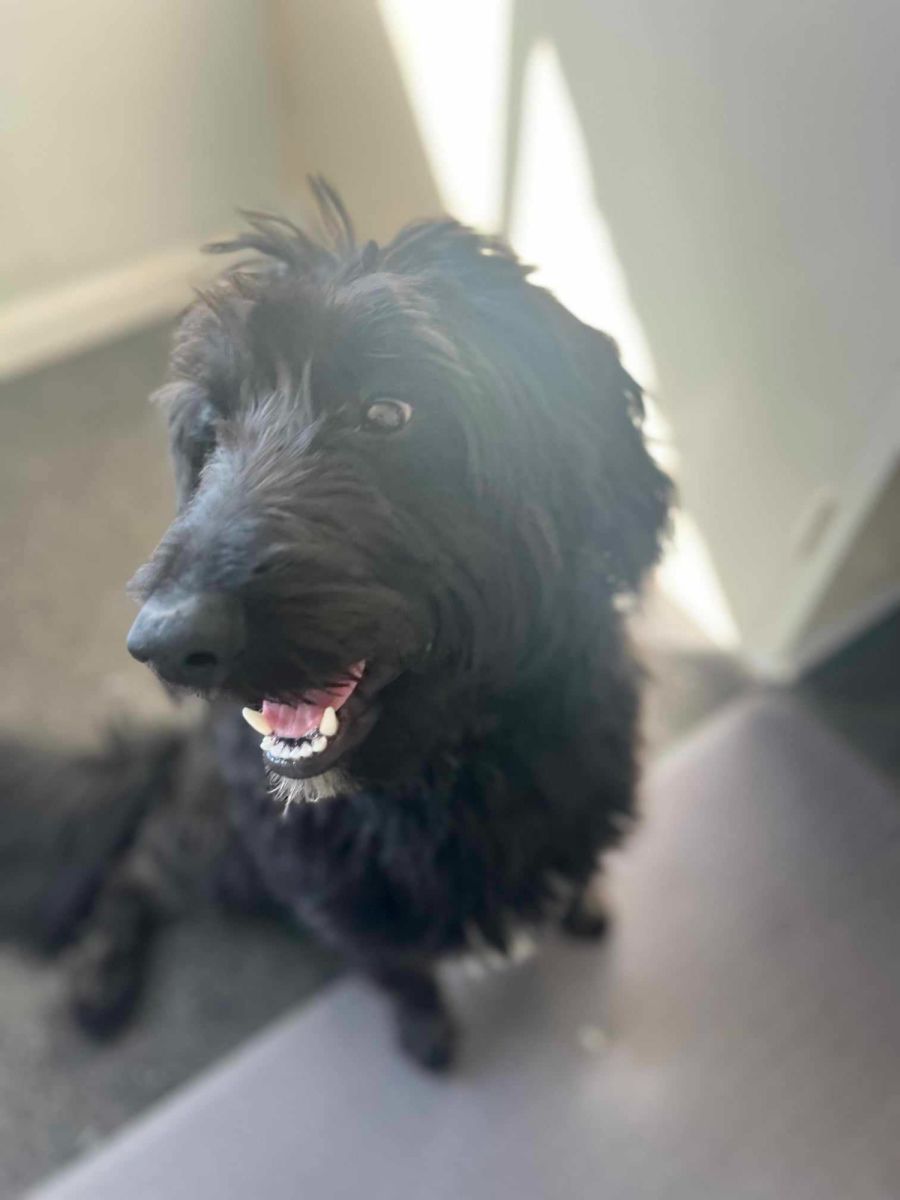 Robert - Large Male Poodle x Border Collie Dog in VIC - PetRescue