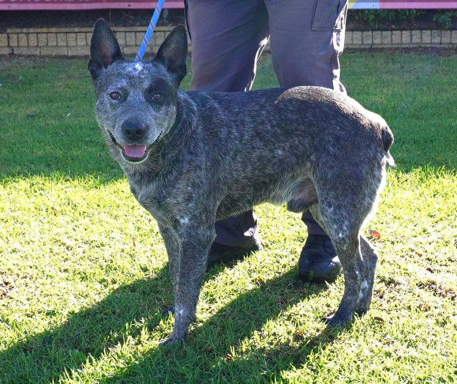 Shadow - Medium Male Blue Heeler Dog in WA - PetRescue