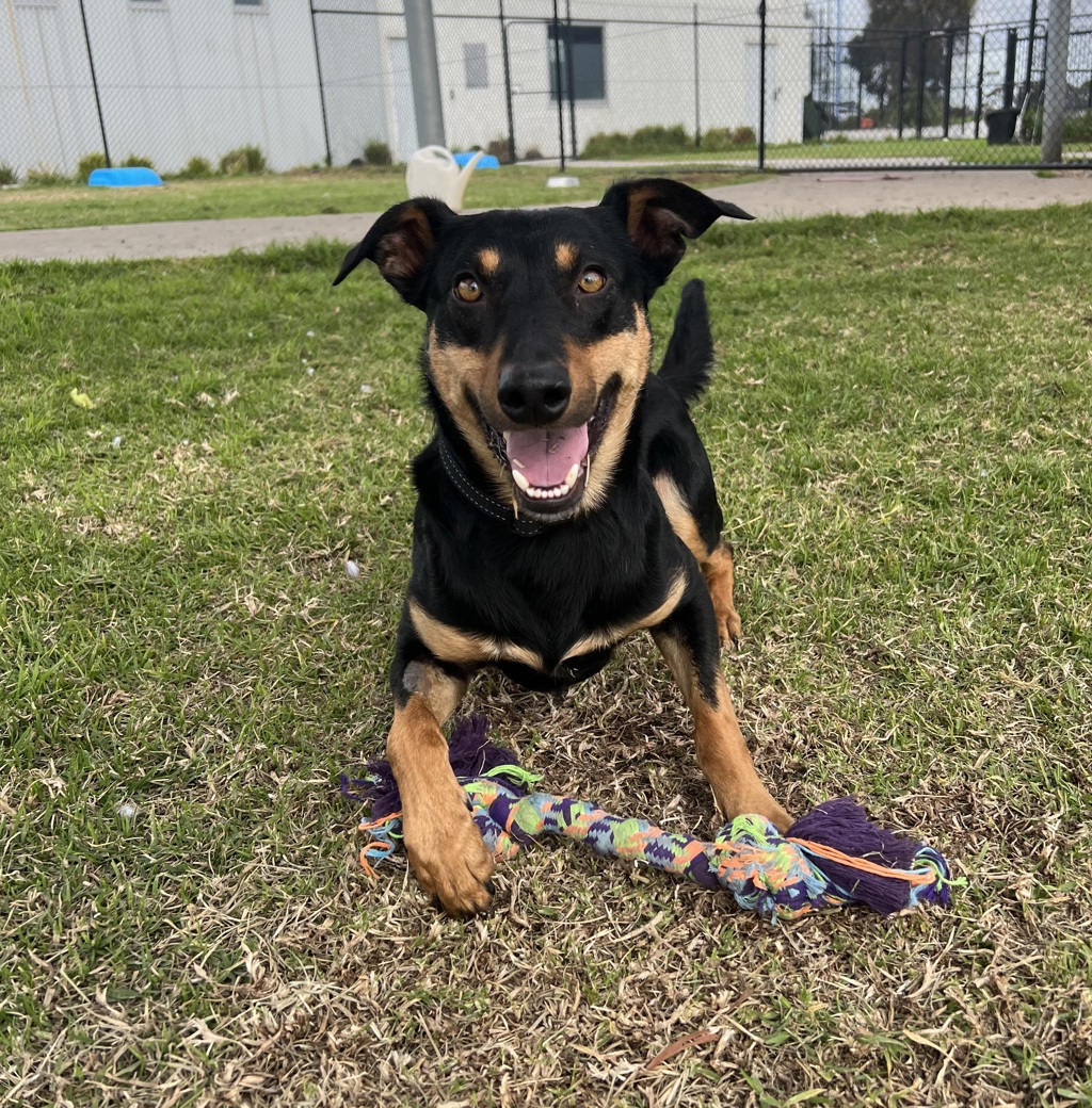 Benny - Medium Male Kelpie Mix Dog in VIC - PetRescue