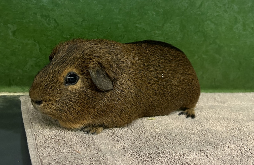 Rum - Male Short-hair Smooth Hair Guinea Pig in VIC - PetRescue