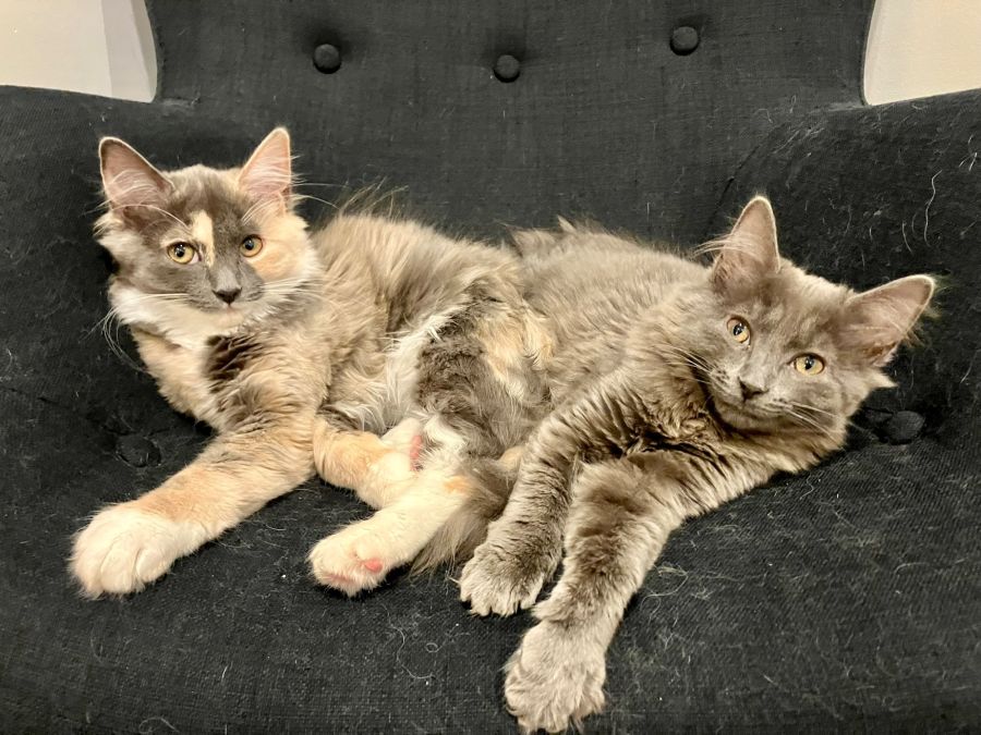 Peaches and Pippa - Female Domestic Medium Hair Cat in VIC - PetRescue