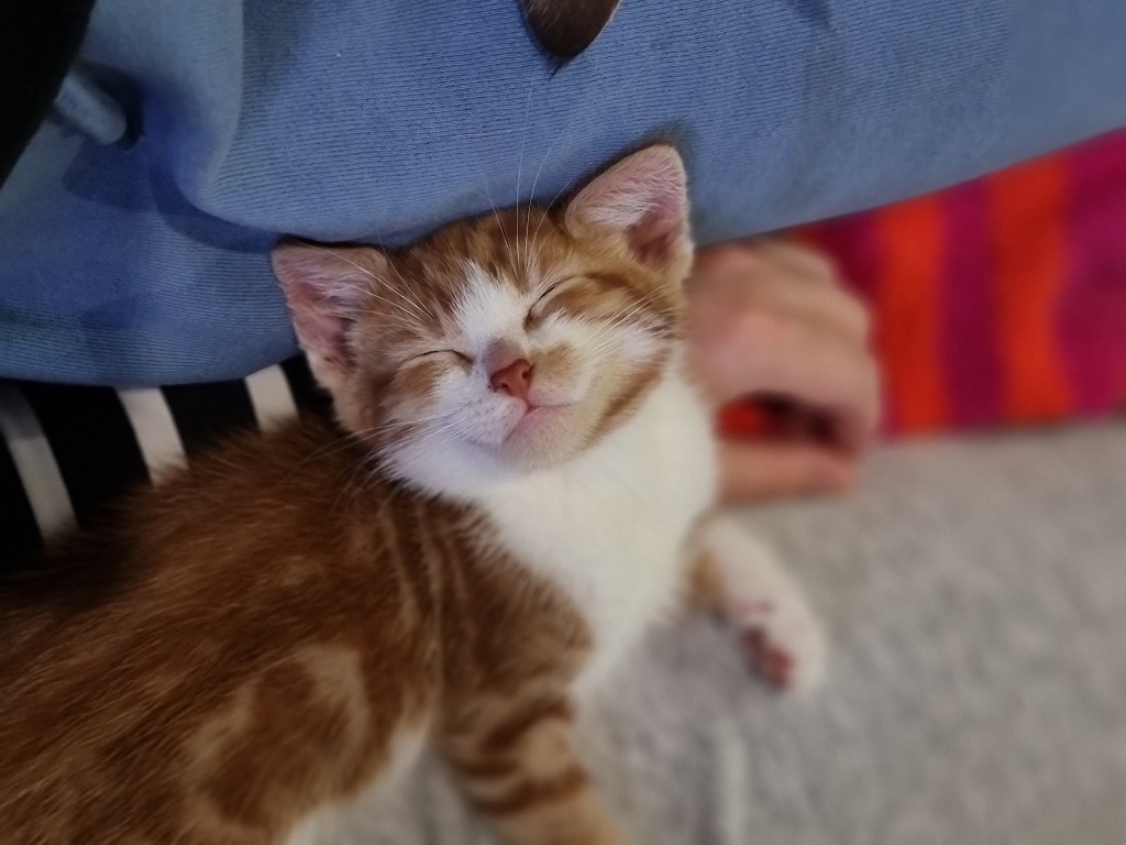 Focaccia *Fostered In Perth - Male Domestic Short Hair Mix Cat in WA ...