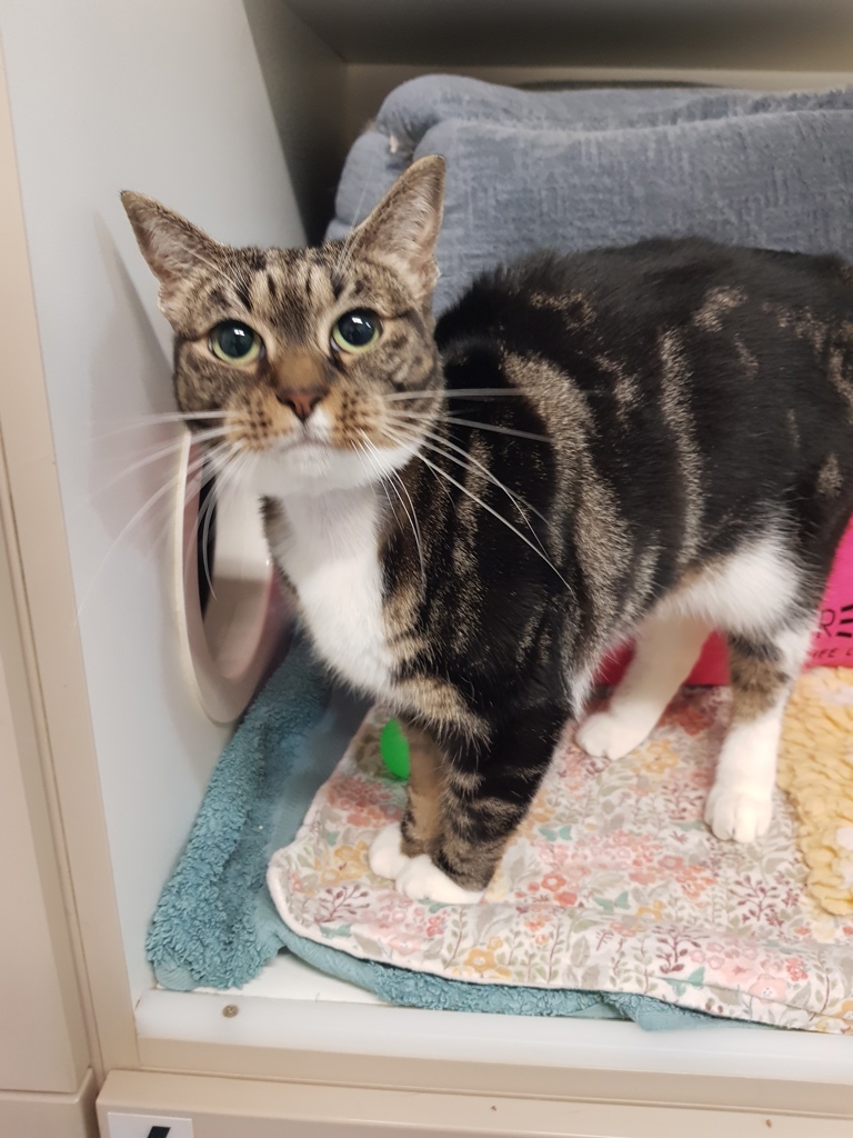 Aquarius - Female Dsh Mix Cat in WA - PetRescue