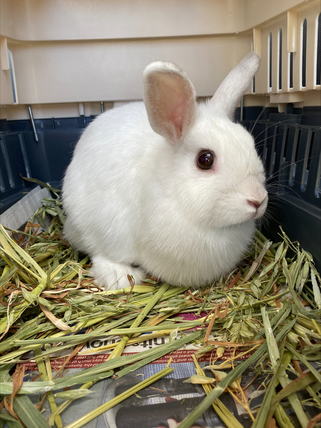 Suzie - Female Bunny Rabbit Mix Rabbit in WA - PetRescue