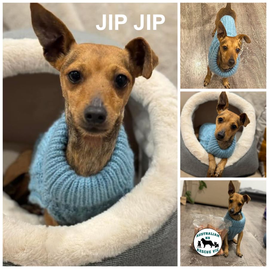 Jip Jip - Small Male Jack Russell Terrier Mix Dog in VIC - PetRescue