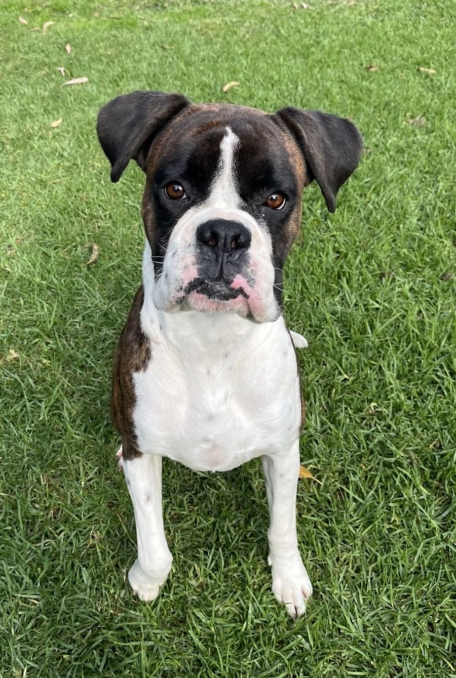 Lenny - Medium Male Boxer Dog in NSW - PetRescue
