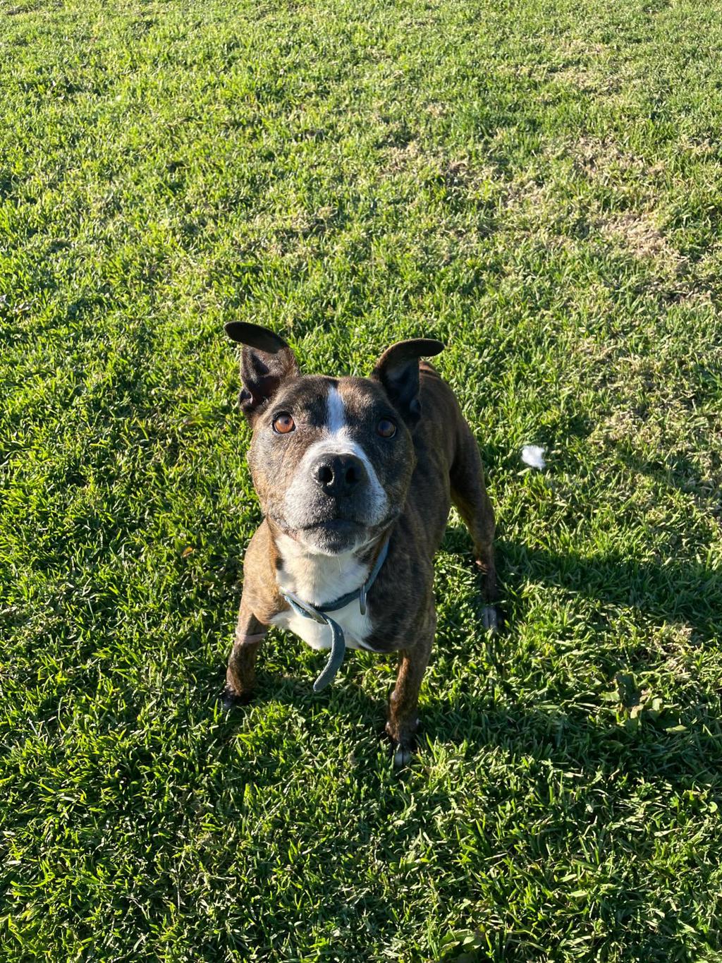 Buster - Small Male English Staffi Mix Dog in VIC - PetRescue