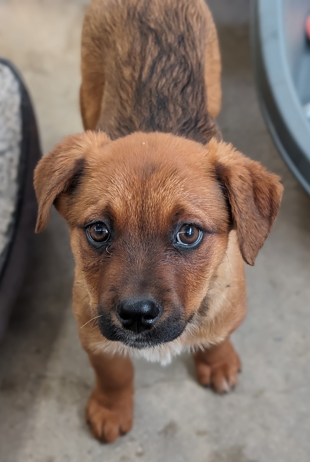 Frisky - Medium Female Rottweiler x Australian Cattledog Mix Dog in VIC ...