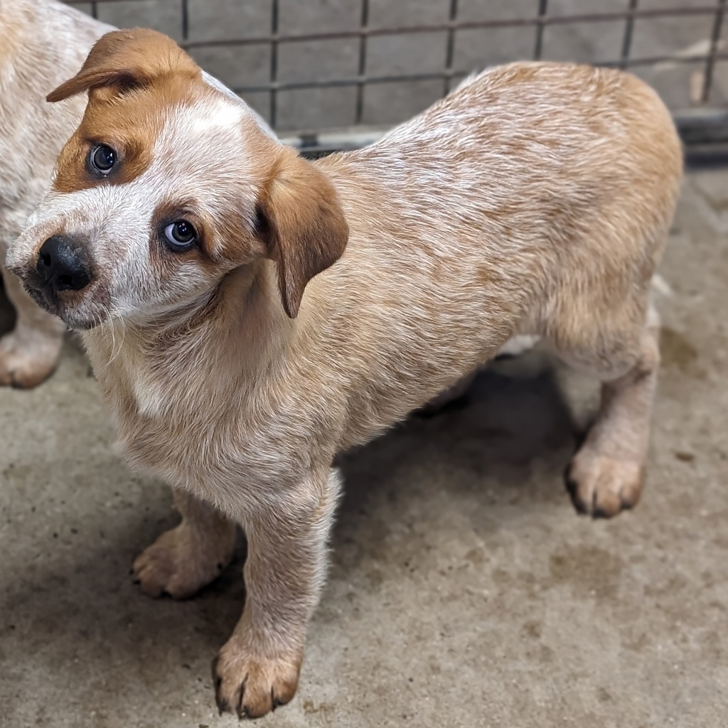 Uncle Rad - Medium Male Rottweiler x Australian Cattledog Mix Dog in ...