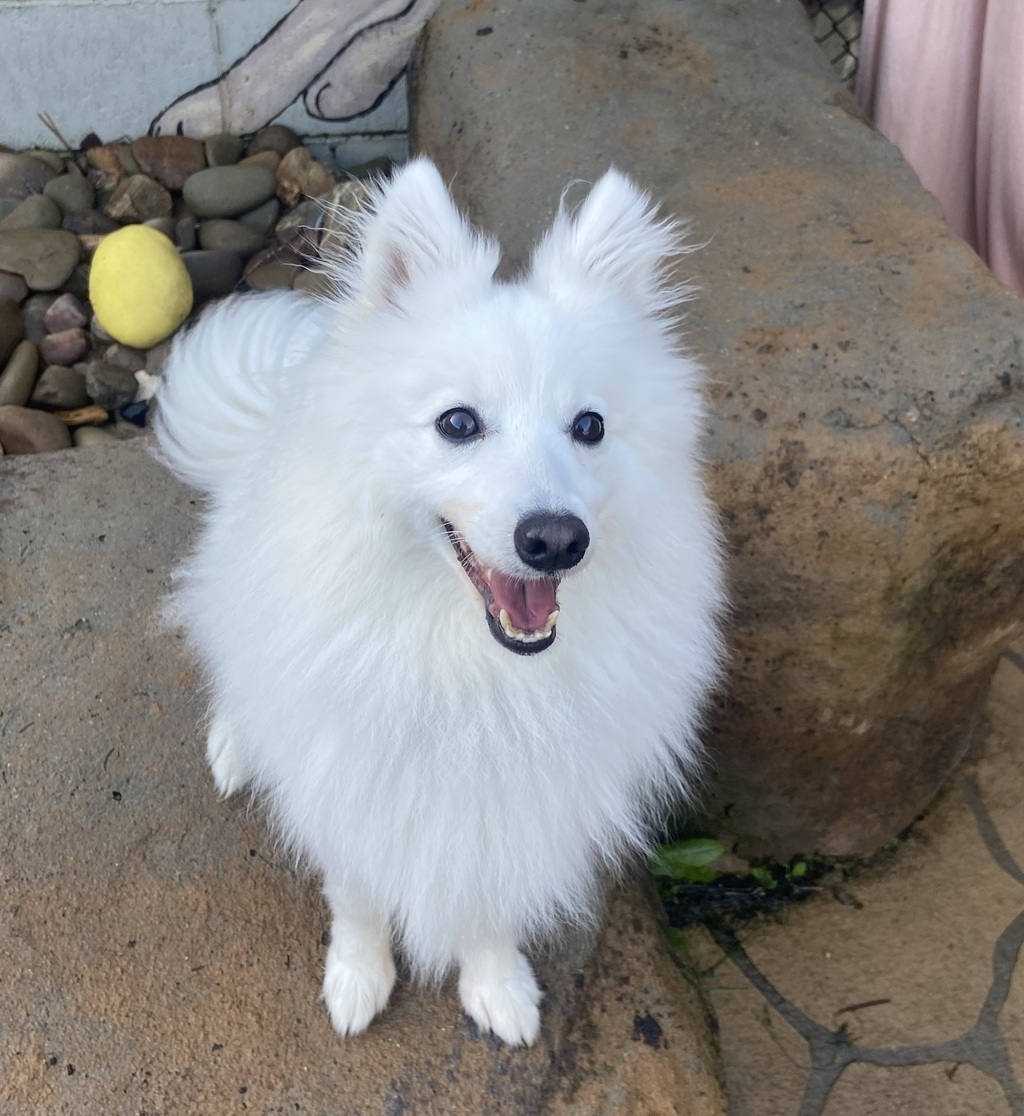 Maple - Small Female Japanese Spitz Dog in VIC - PetRescue