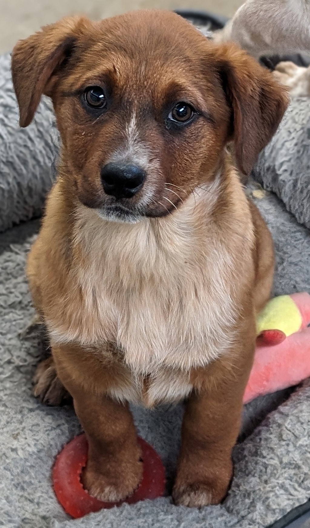 Calypso - Medium Female Rottweiler x Australian Cattledog Mix Dog in ...