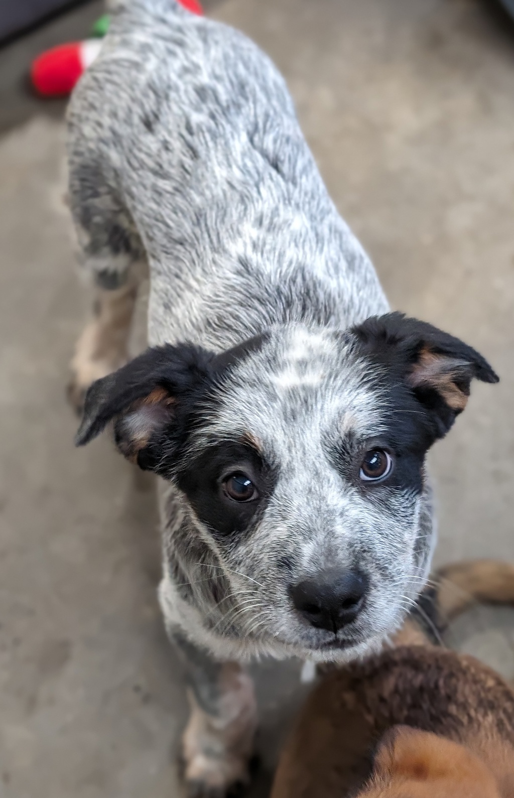 Bluey - Medium Female Rottweiler x Australian Cattledog Mix Dog in VIC ...