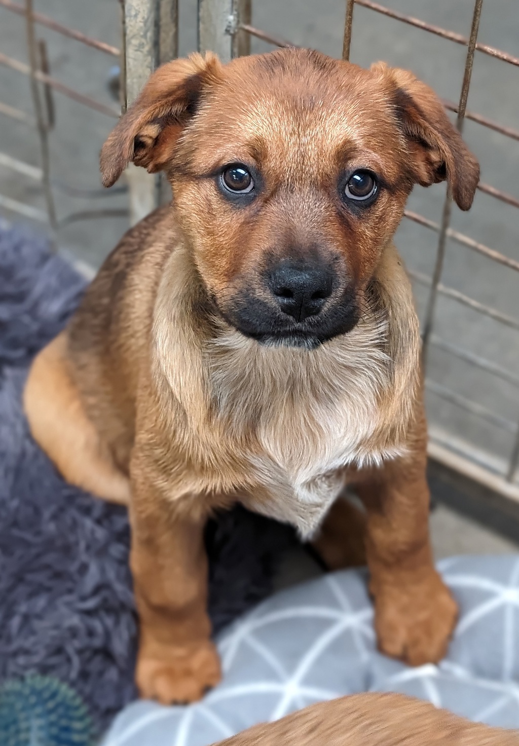 Aunty Brandy - Medium Female Rottweiler x Australian Cattledog Mix Dog ...