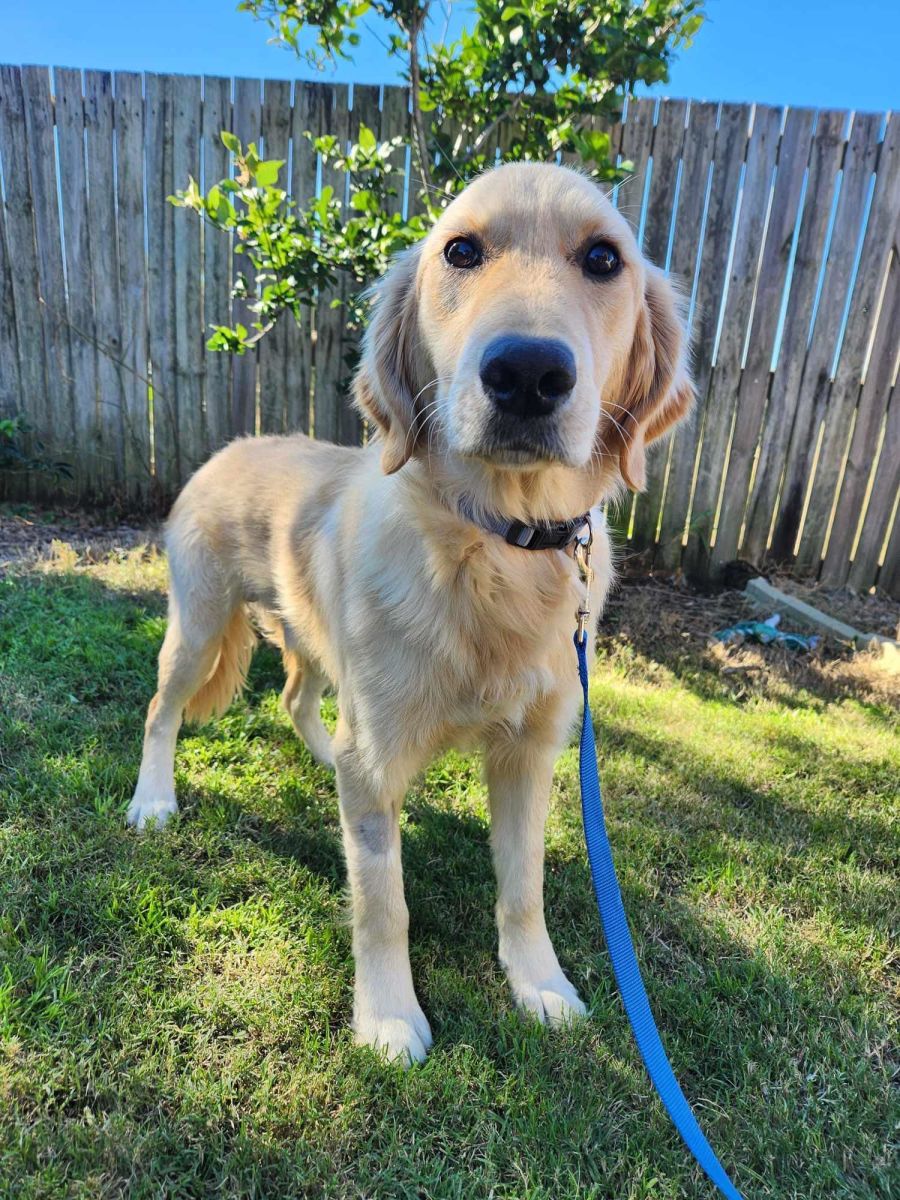 Paddy - Large Male Golden Retriever Dog in QLD - PetRescue