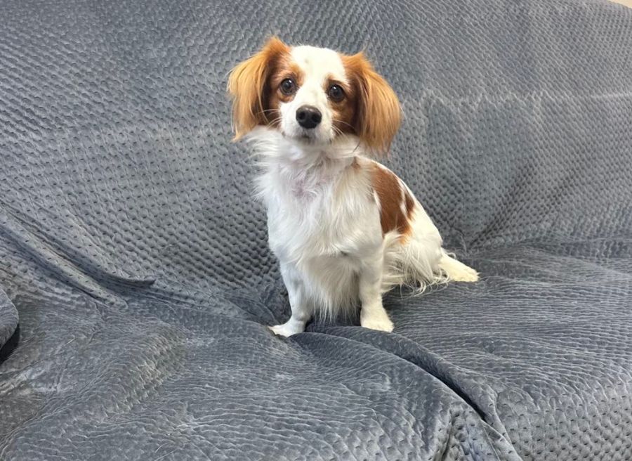 Douglas - Small Male Cavalier King Charles Spaniel Dog in QLD - PetRescue