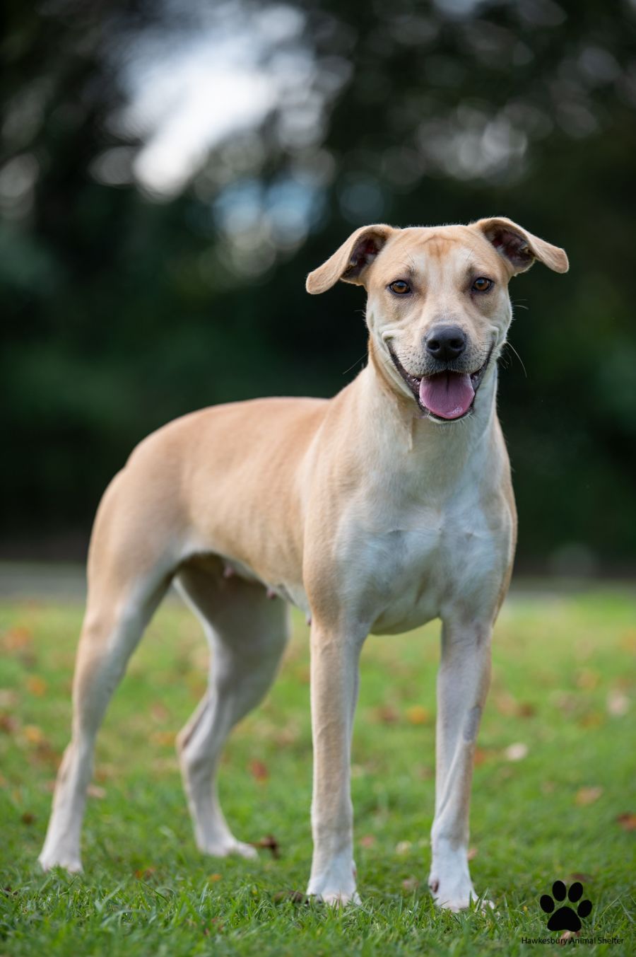 Odyssey - Large Female Staffy Dog in NSW - PetRescue