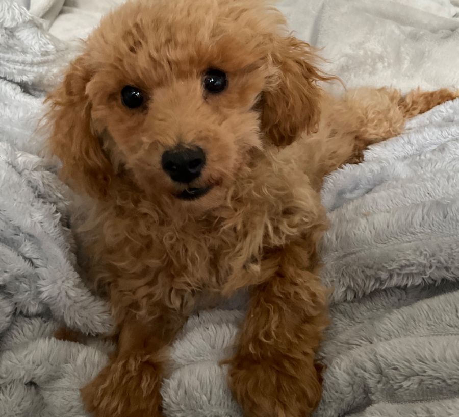 Sandy - Small Male Poodle Dog in NSW - PetRescue