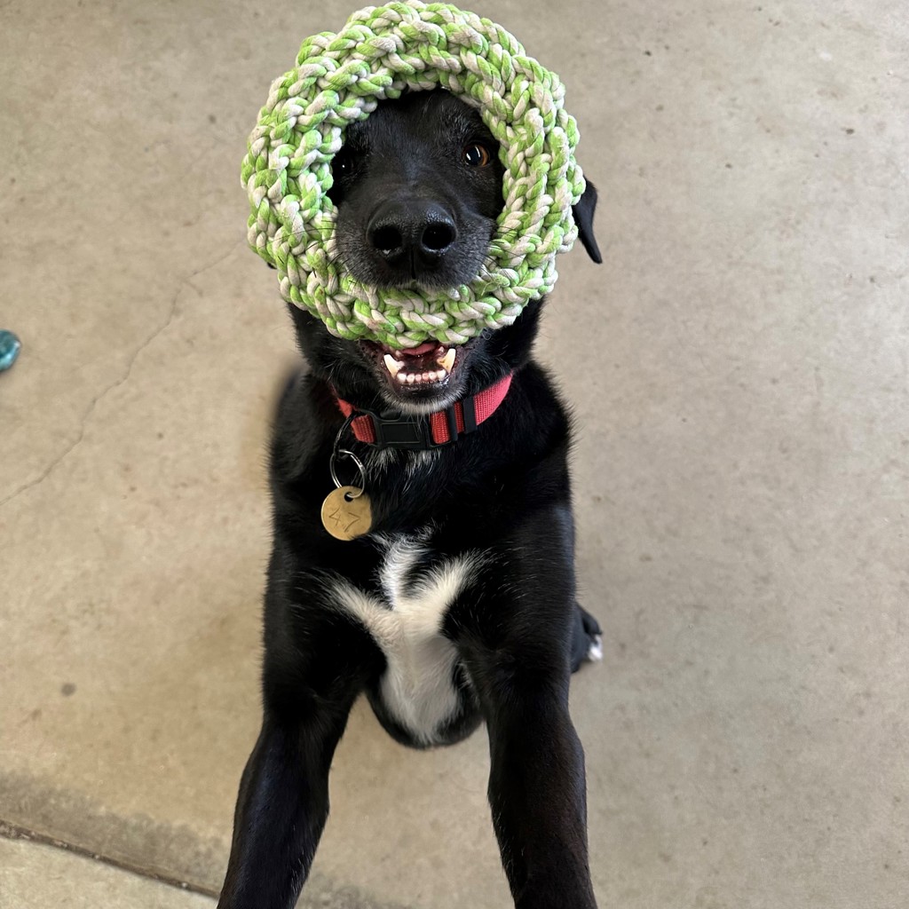 Joe - Medium Male Labrador Retriever Mix Dog in VIC - PetRescue