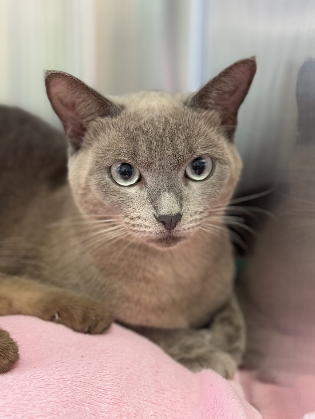 Mulan - Female Burmese Mix Cat in QLD - PetRescue