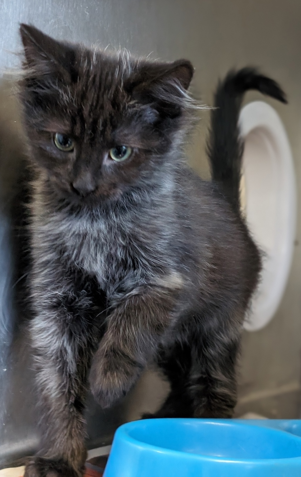 Thunder - Male Domestic Longhair Mix Cat in VIC - PetRescue