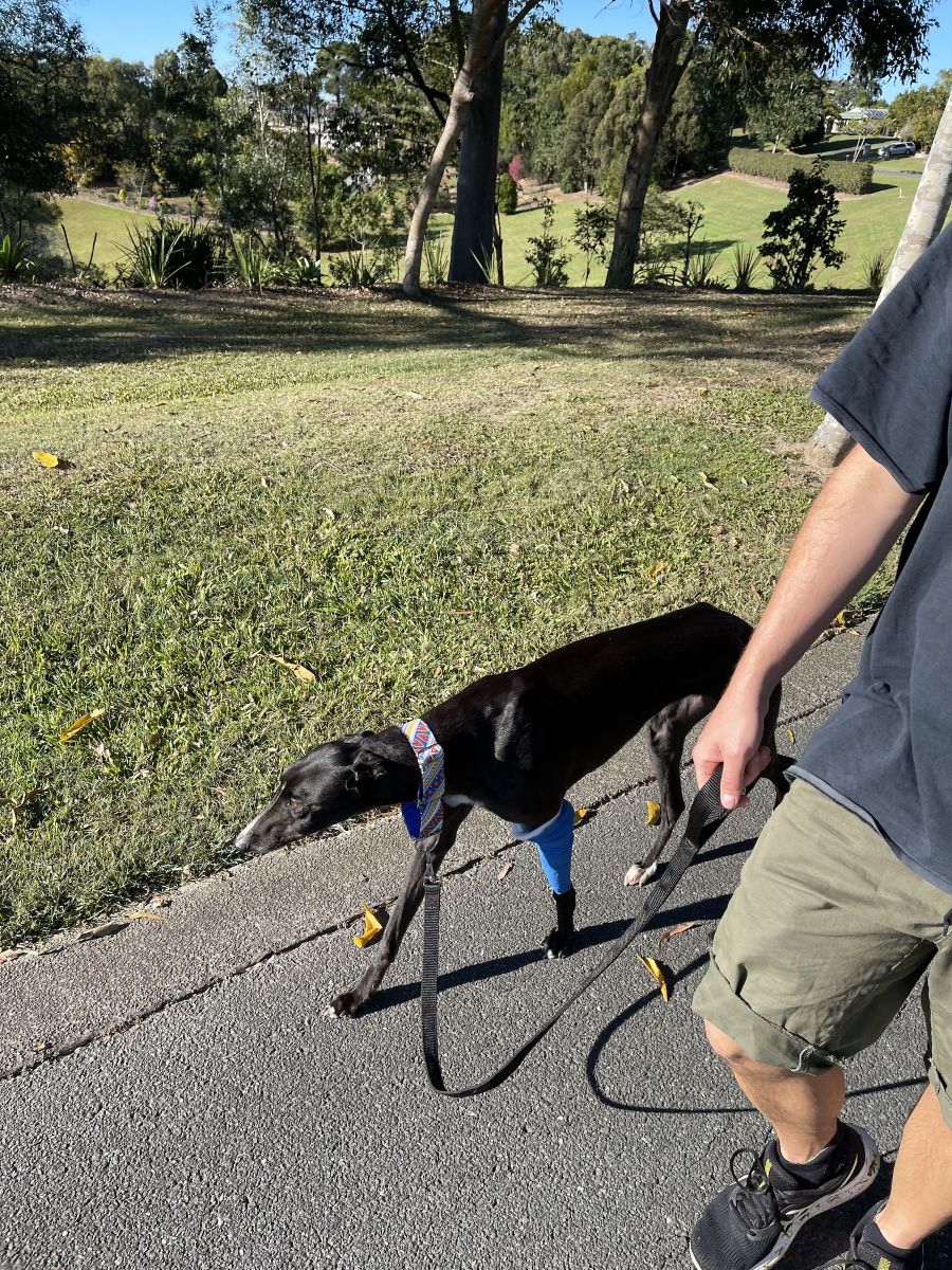 How can I level-up my dog’s walks? - PetRescue