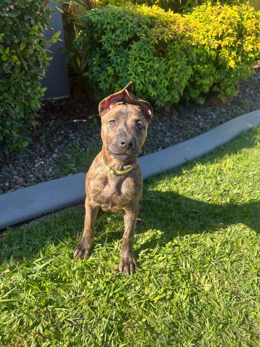 Coffee - Medium Female Rhodesian Ridgeback x Staffy Dog in QLD - PetRescue