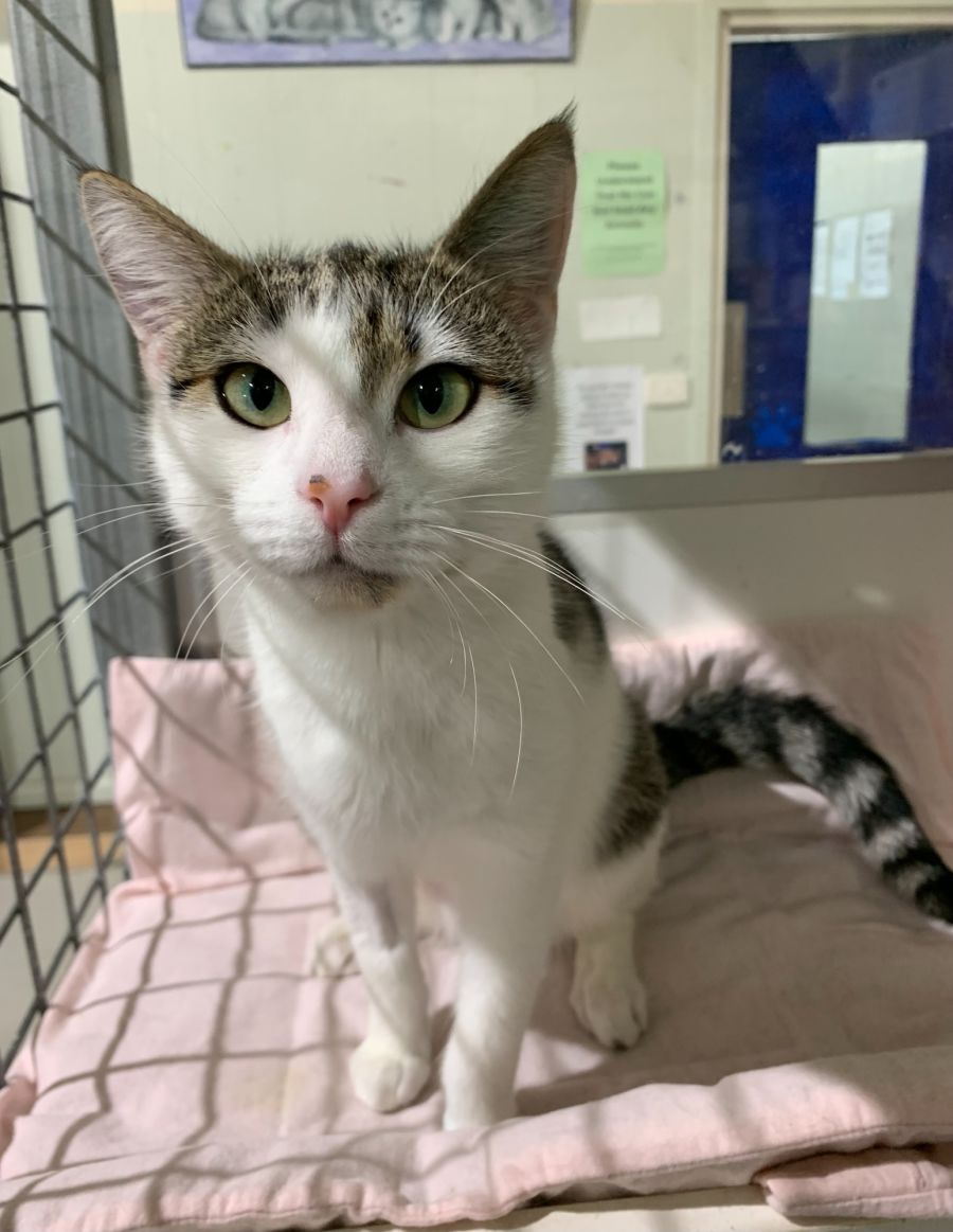 Maisie - Female Domestic Short Hair Cat in VIC - PetRescue