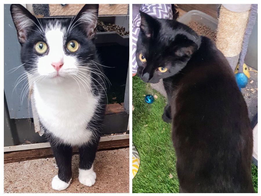 Hunter Animal Rescue - PetRescue