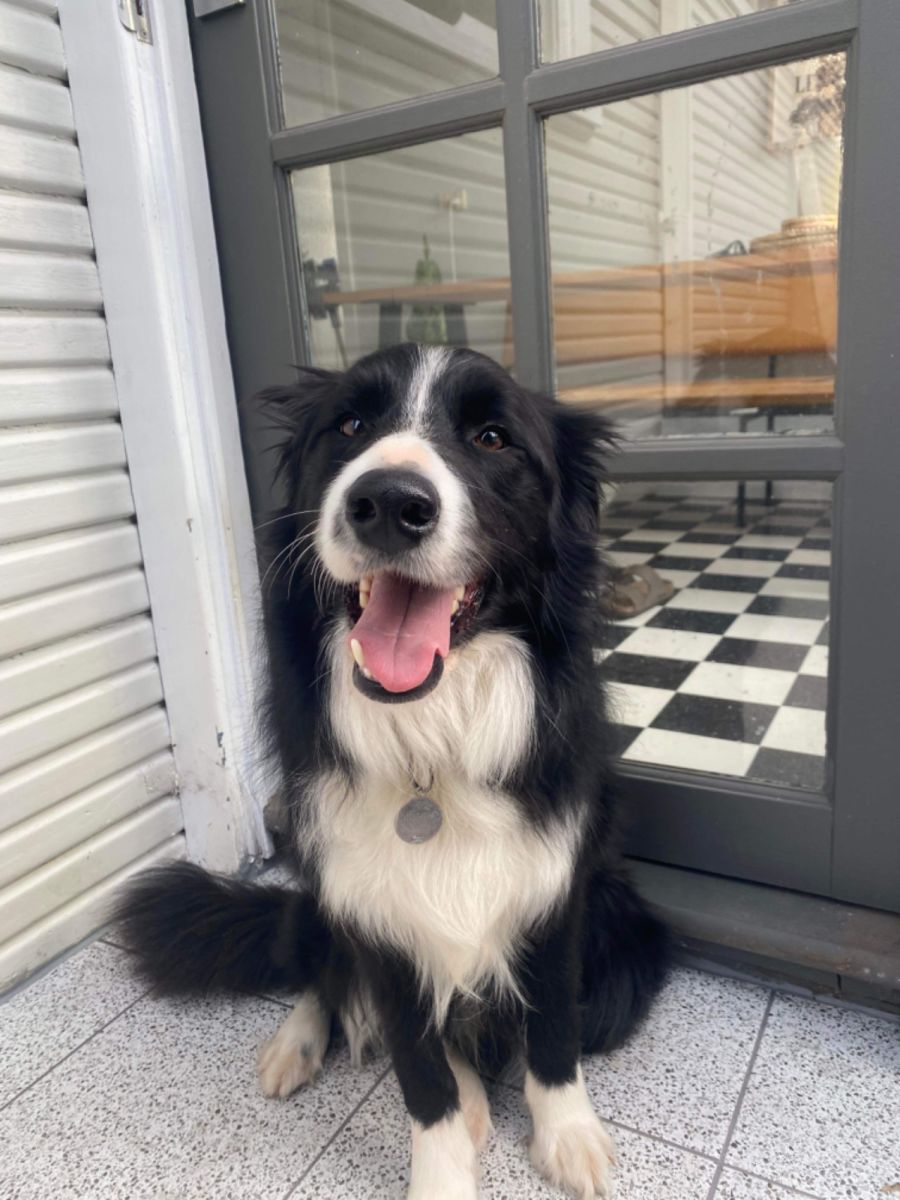 Alfie - Medium Male Border Collie Dog in NSW - PetRescue
