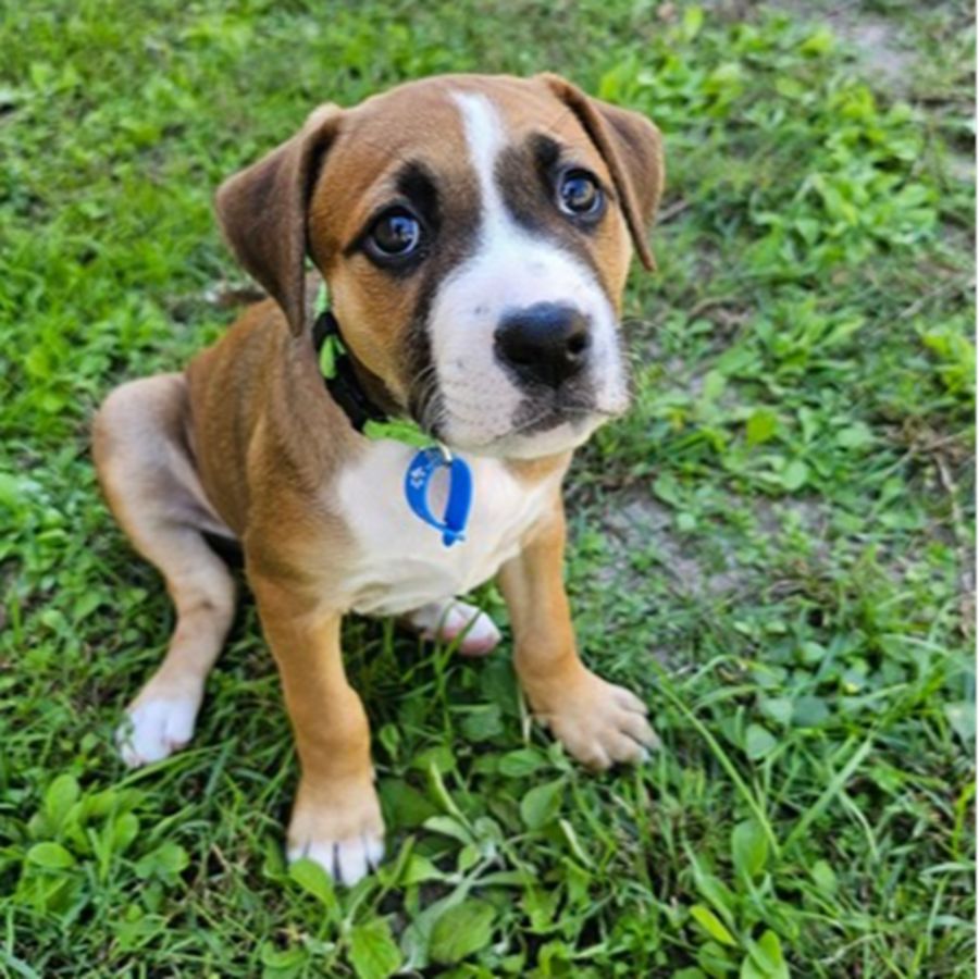 Cleo - Medium Female Staffy x Australian Cattle Dog Dog in QLD - PetRescue