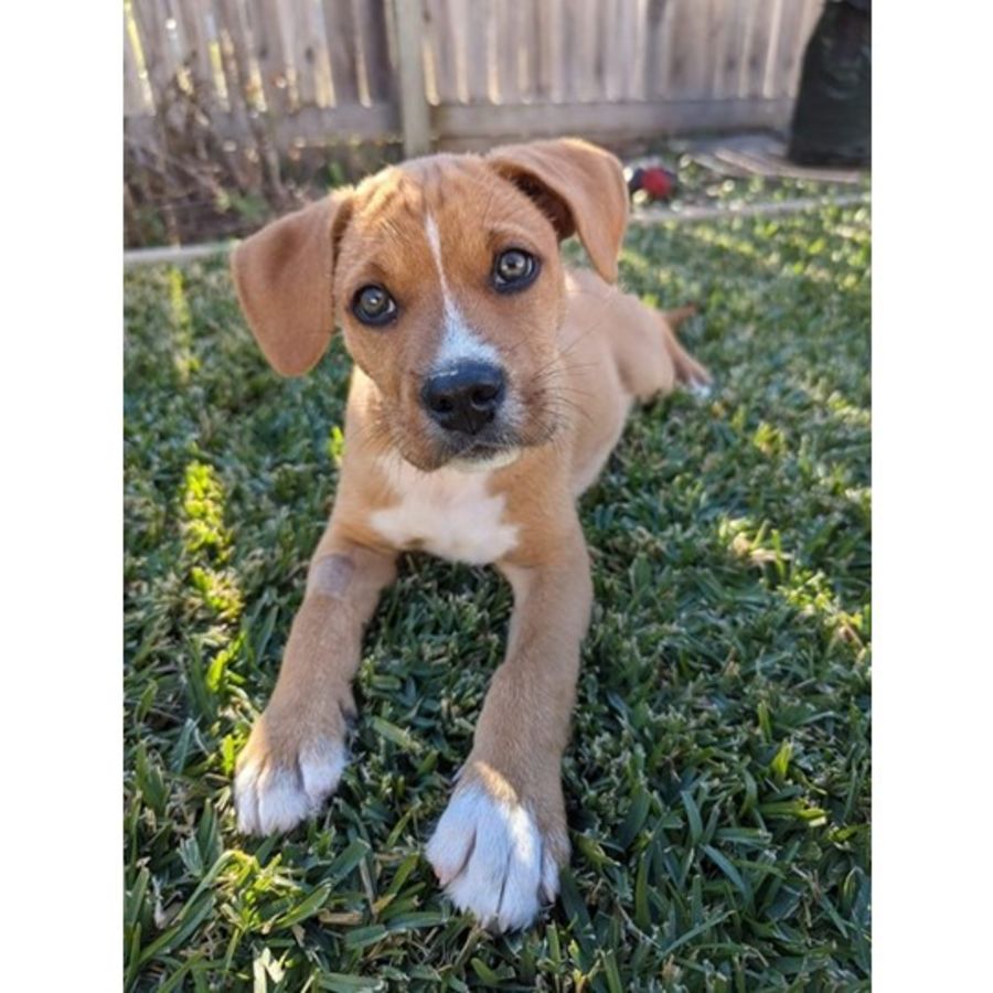 Neapolitan - Medium Male Staffy x Maltese Dog in QLD - PetRescue