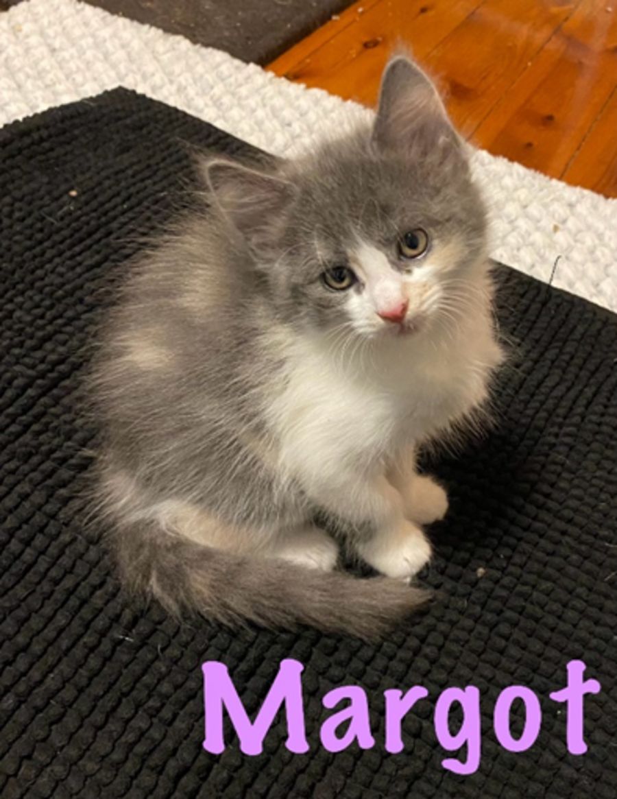 Margot - Female Domestic Short Hair Cat in NSW - PetRescue