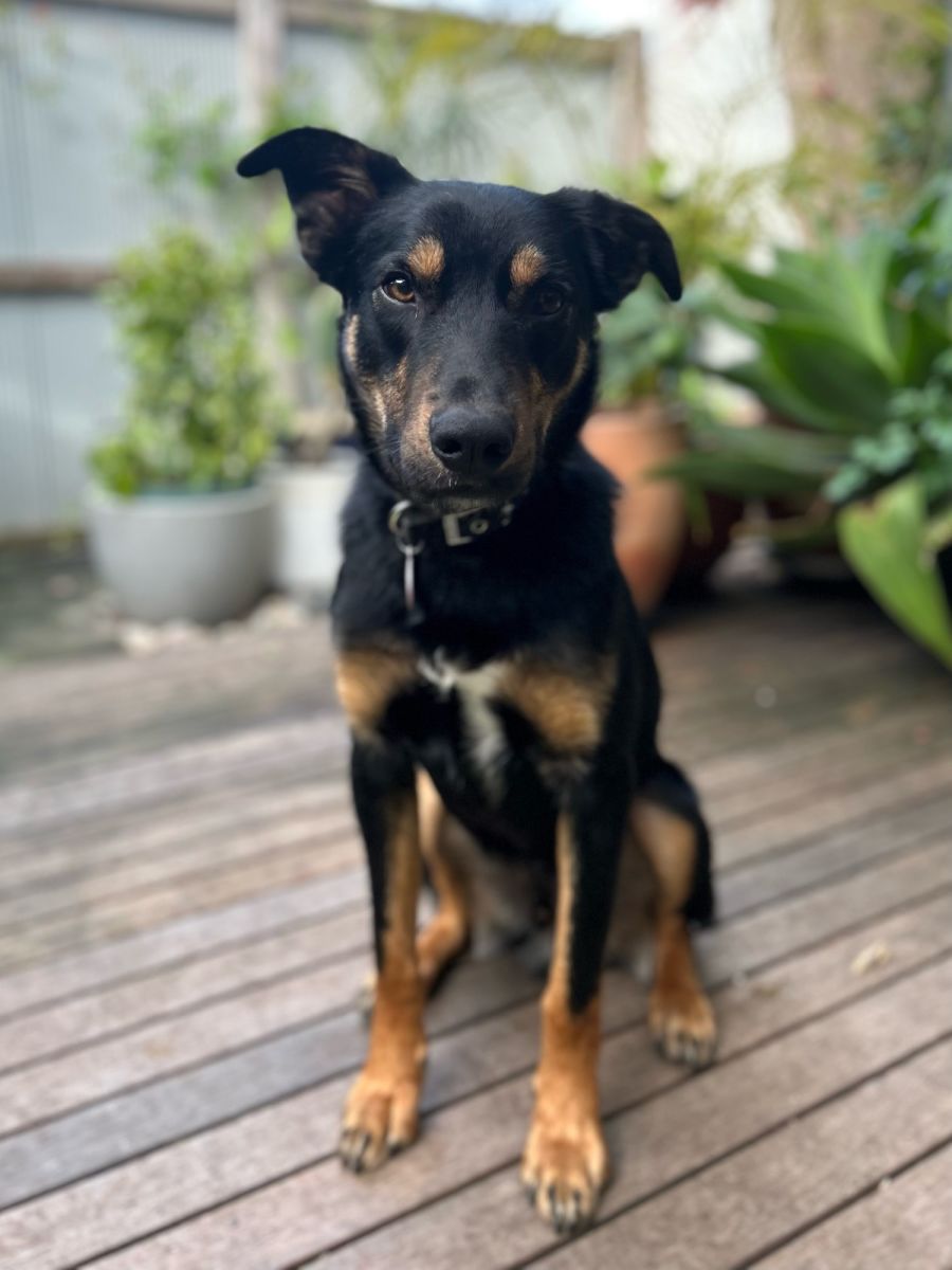 John - Medium Male Kelpie Dog in VIC - PetRescue