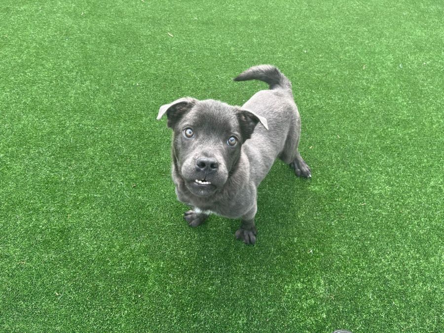 Daphne imp 1203 - Small Female Staffy Mix Dog in NSW - PetRescue