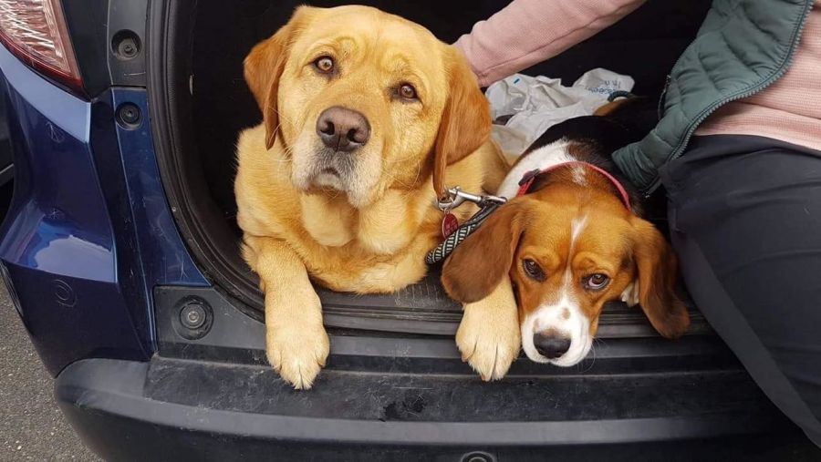 Chipper & Ted - Medium Male Beagle x Cavalier King Charles Spaniel x ...