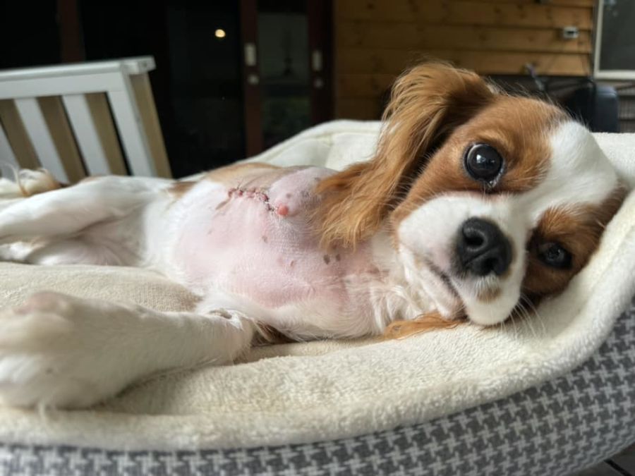 Amity - Small Female Cavalier King Charles Spaniel Dog in QLD - PetRescue