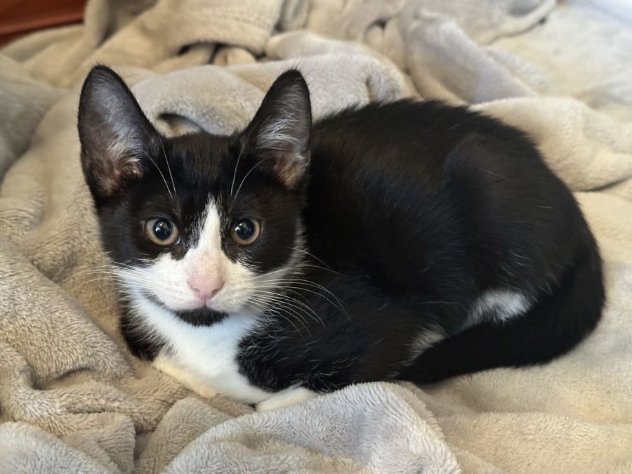 Blackbeard - Male Domestic Short Hair Cat in NSW - PetRescue